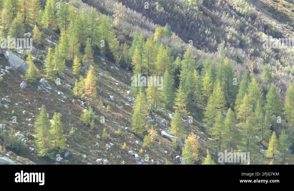 Alps trees Stock Videos & Footage - HD and 4K Video Clips - Alamy