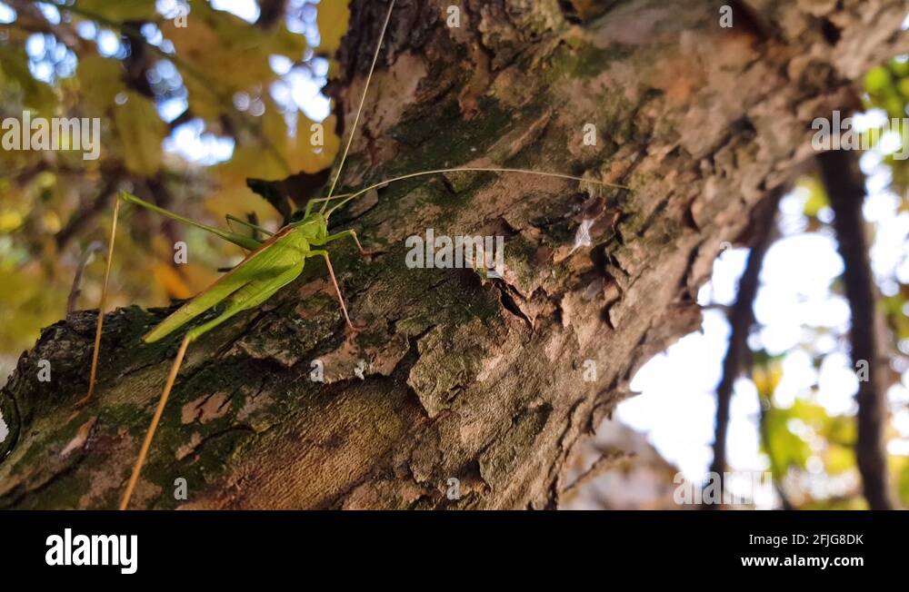 A grasshopper on a tree Stock Videos & Footage - HD and 4K Video Clips ...