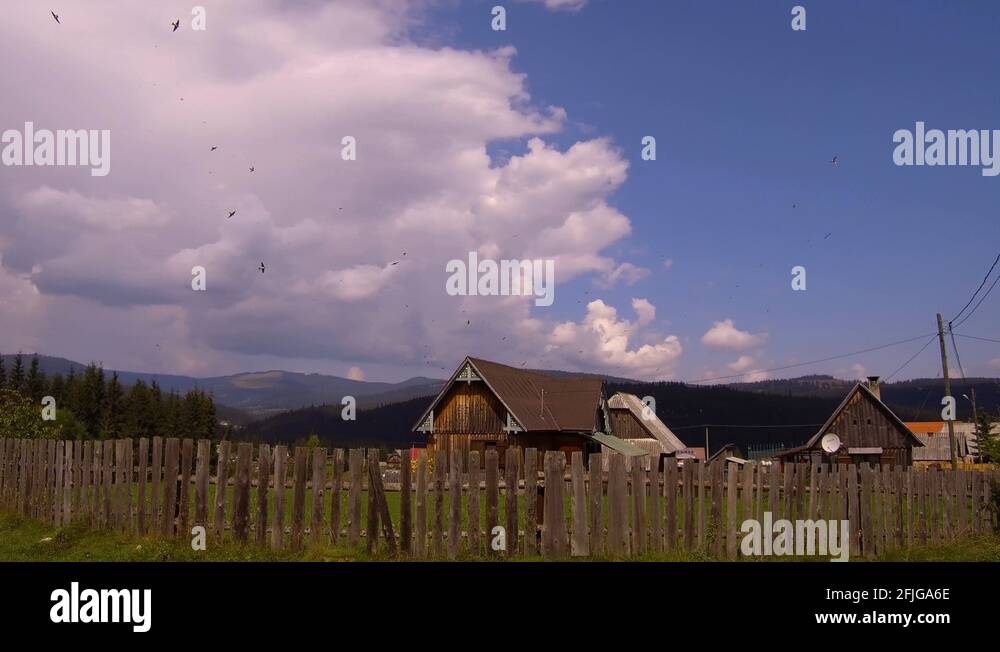 Transylvania birds Stock Videos & Footage - HD and 4K Video Clips - Alamy