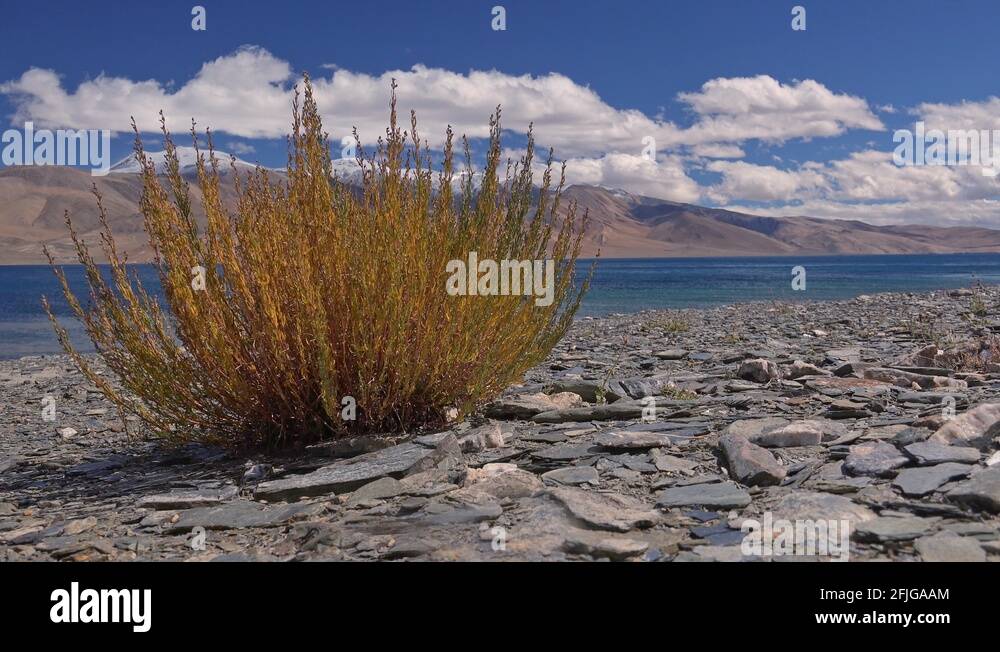 Plant among rocks Stock Videos & Footage - HD and 4K Video Clips - Alamy