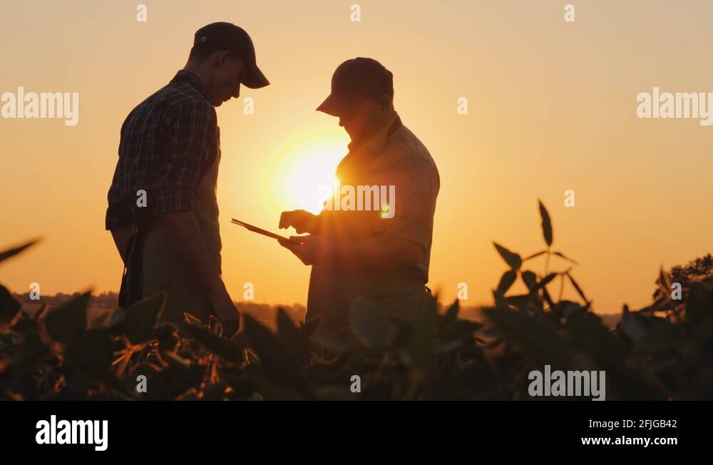 Men in field sunset Stock Videos & Footage - HD and 4K Video Clips - Alamy