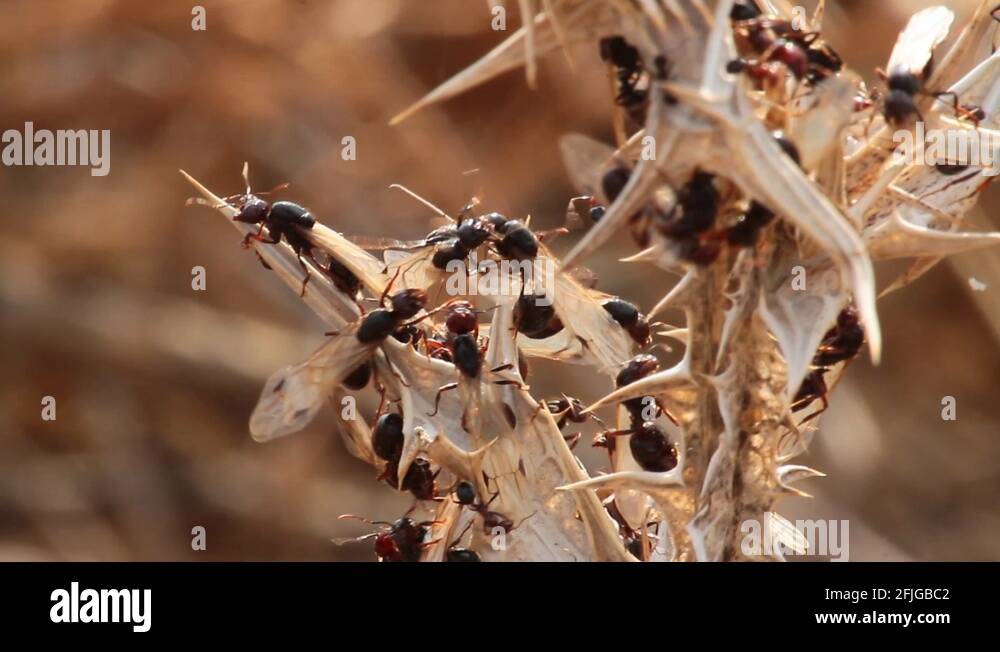 Spiky animal Stock Videos & Footage - HD and 4K Video Clips - Alamy