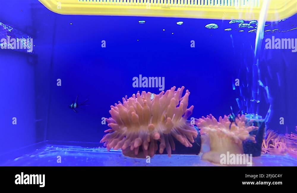 Baby clownfish Stock Videos & Footage - HD and 4K Video Clips - Alamy