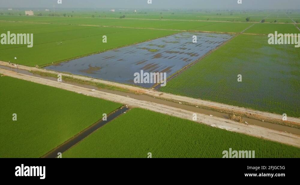 Photo of paddy field Stock Videos & Footage - HD and 4K Video Clips - Alamy
