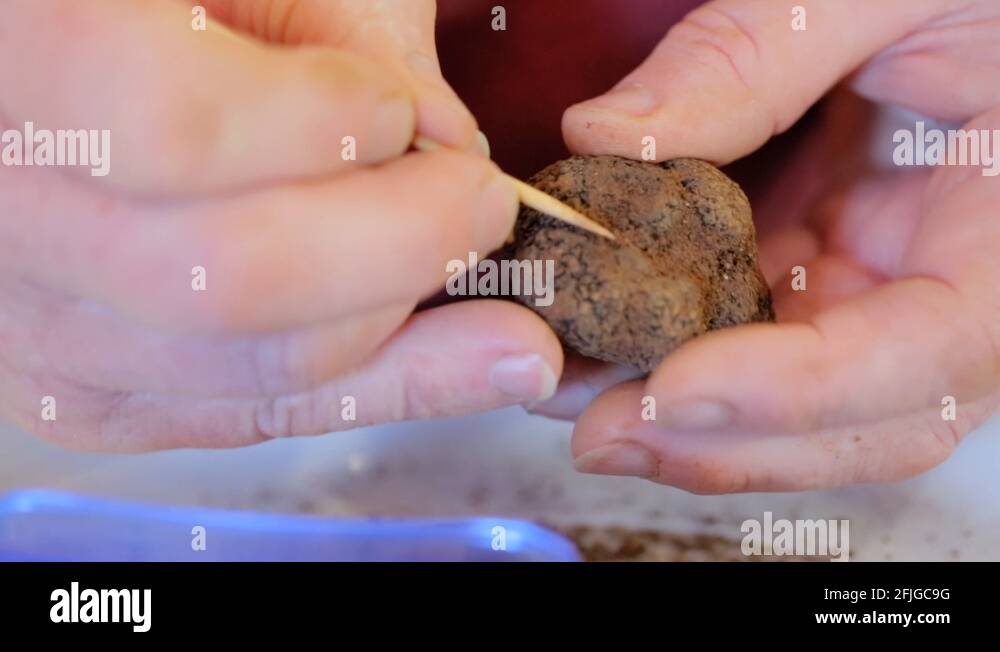 Cleaning black truffle in Australia. Tuber melanosporum, called the ...