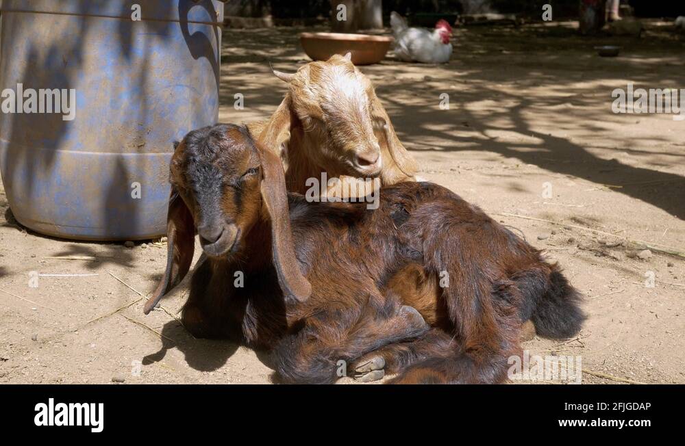 Seated sheep Stock Videos & Footage - HD and 4K Video Clips - Alamy