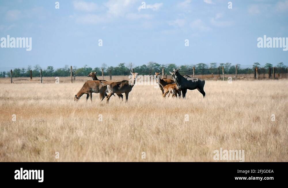 Group of unusial nilgauantelopes pasturing in Askania-Nova conservation ...