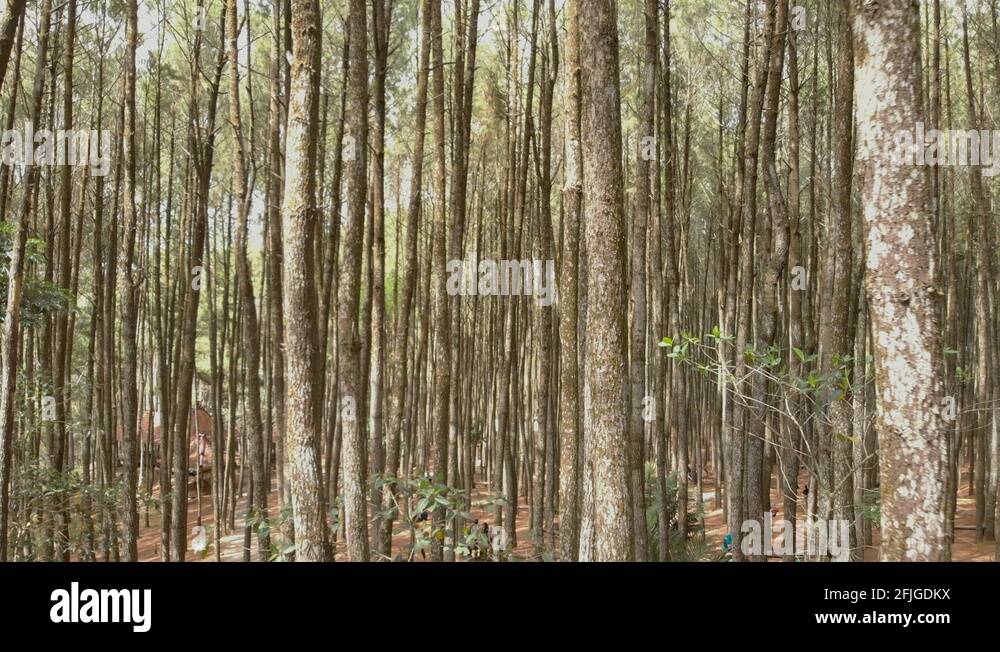 Horizontal tree trunks Stock Videos & Footage - HD and 4K Video Clips ...