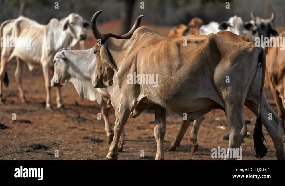Thin and malnourished cows roaming in dry field of a farm, animal ...