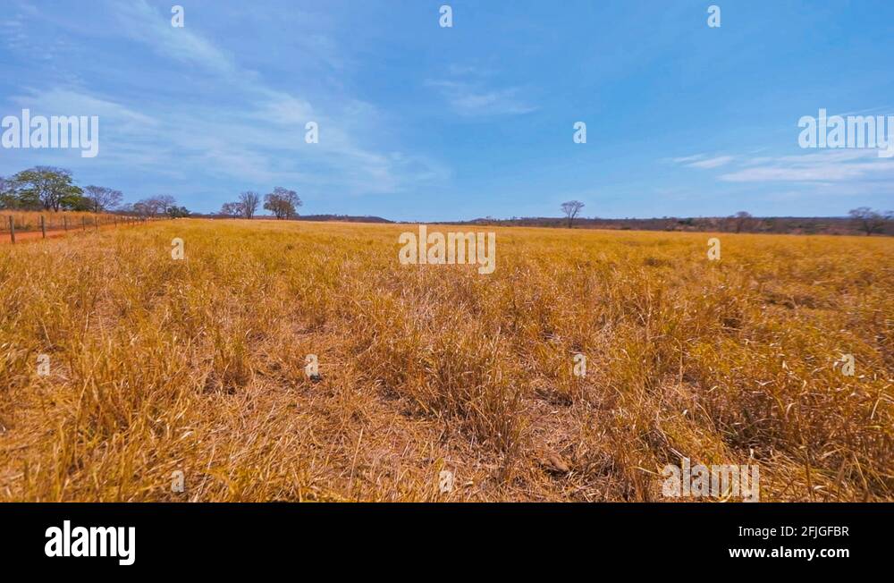 Dry agriculture land on summer Stock Videos & Footage - HD and 4K Video ...