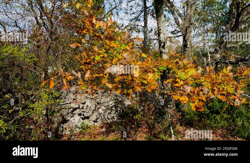 Dry stone wall oak tree Stock Videos & Footage - HD and 4K Video Clips ...