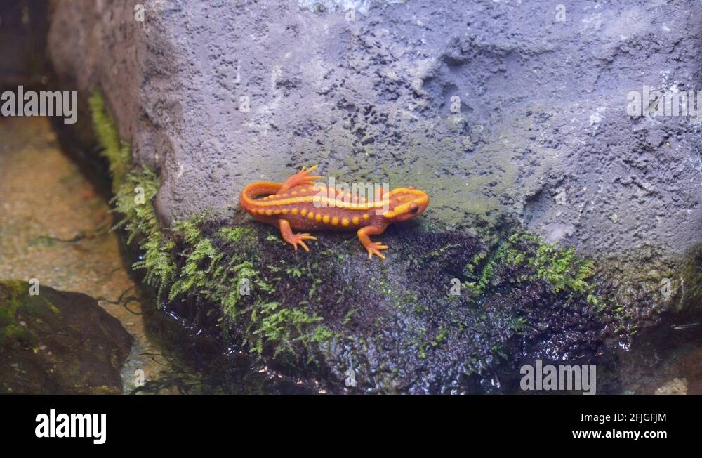 Orange newt Stock Videos & Footage - HD and 4K Video Clips - Alamy