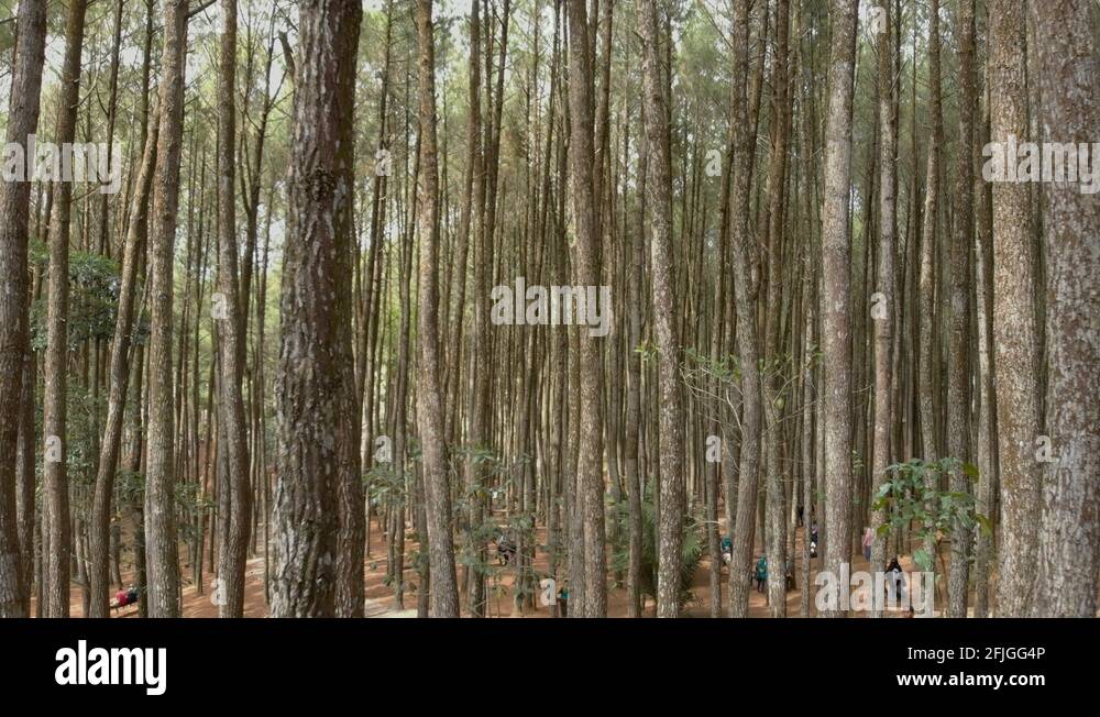 Pine trees horizontal Stock Videos & Footage - HD and 4K Video Clips ...