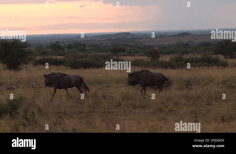 African animals on a beautiful game reserve in South Africa Stock Video ...