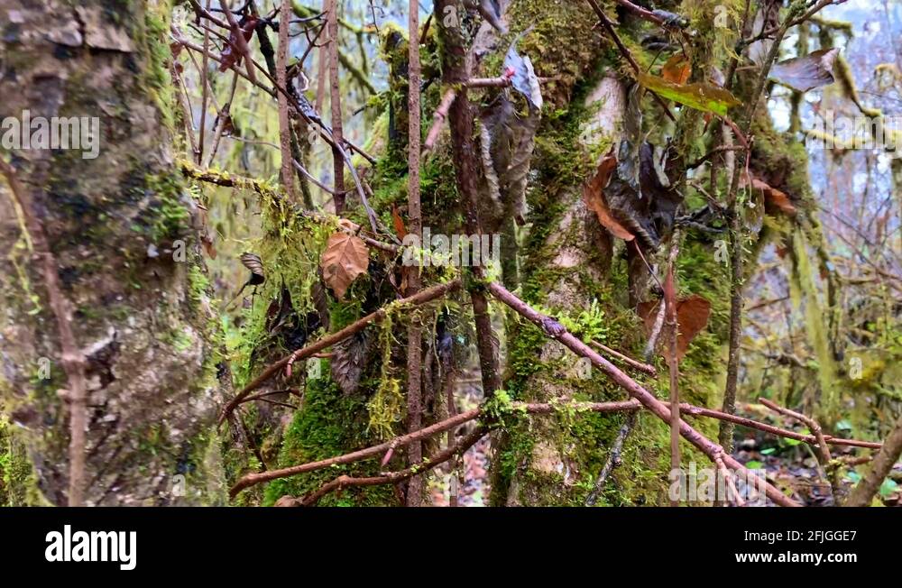 Algae on tree trunk Stock Videos & Footage - HD and 4K Video Clips - Alamy
