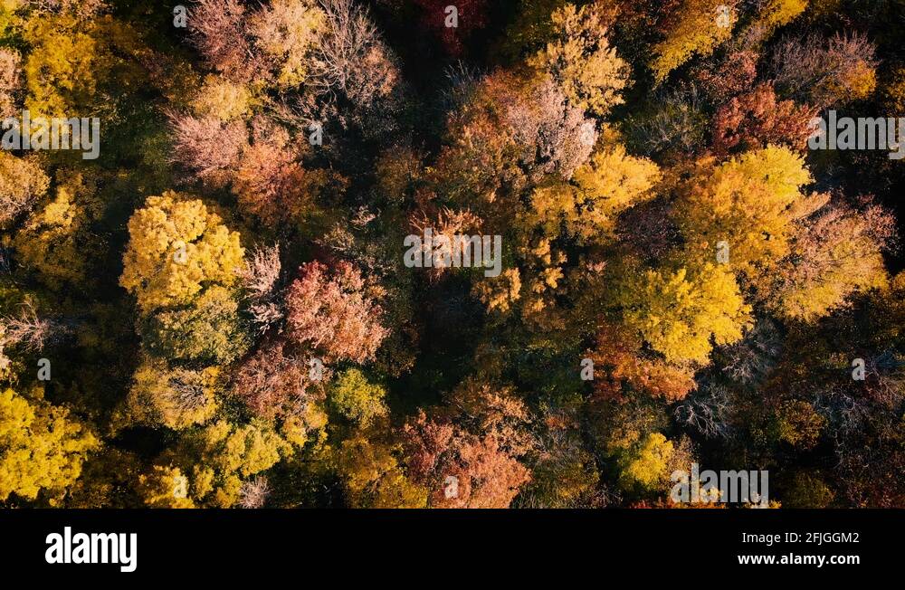 Zooming out of forest Stock Videos & Footage - HD and 4K Video Clips ...