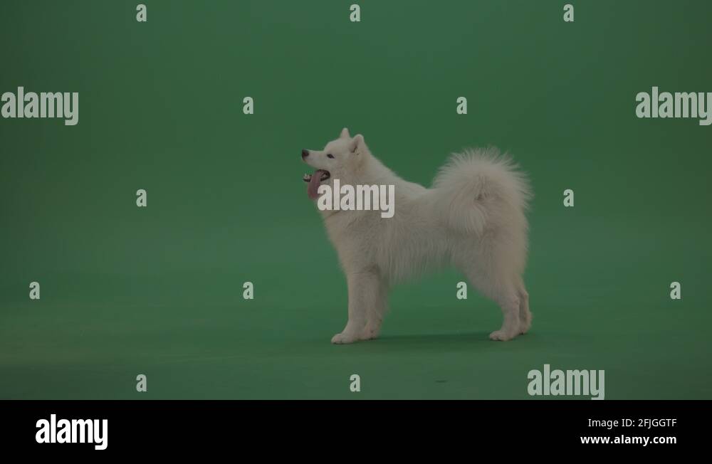 Green screen animals Stock Videos & Footage - HD and 4K Video Clips - Alamy