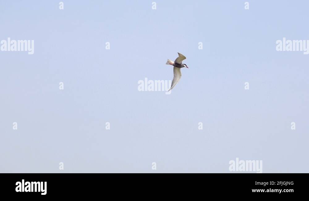 Bird landing Stock Videos & Footage - HD and 4K Video Clips - Alamy