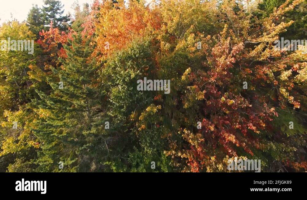 New england trees Stock Videos & Footage - HD and 4K Video Clips - Alamy