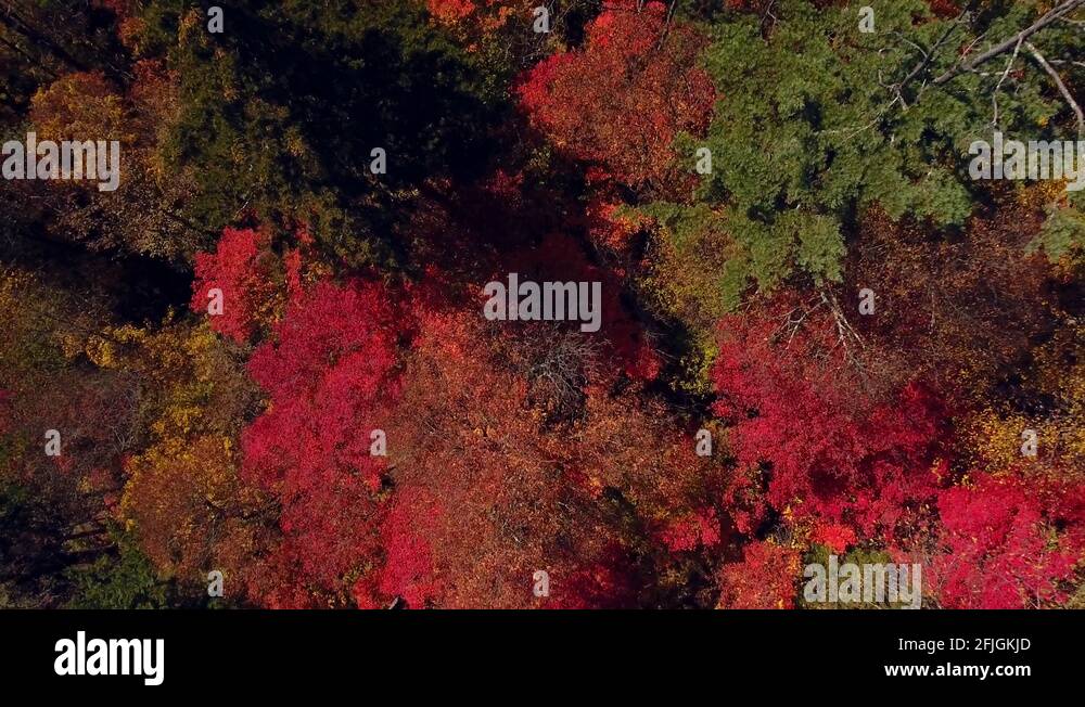 Red spruce trees Stock Videos & Footage - HD and 4K Video Clips - Alamy