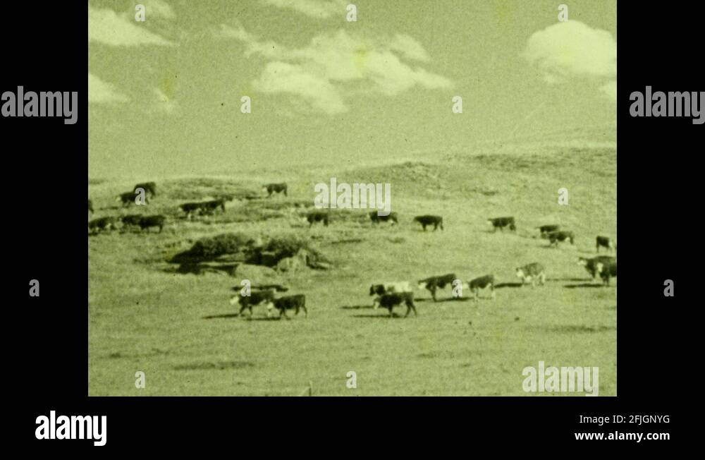 Leader cow Stock Videos & Footage - HD and 4K Video Clips - Alamy