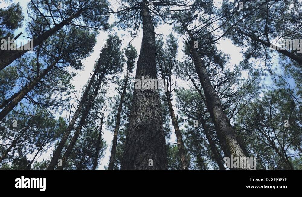 Pine trees tree view Stock Videos & Footage - HD and 4K Video Clips - Alamy