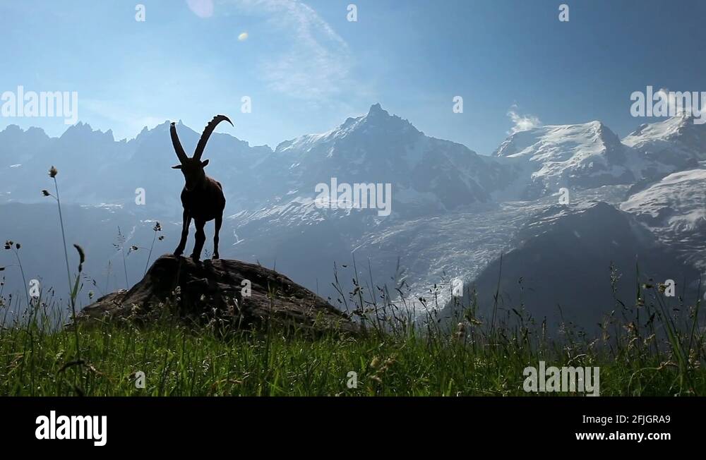 European mountain goat Stock Videos & Footage - HD and 4K Video Clips ...