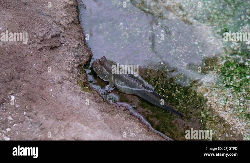 Mudskipper eating Stock Videos & Footage - HD and 4K Video Clips - Alamy