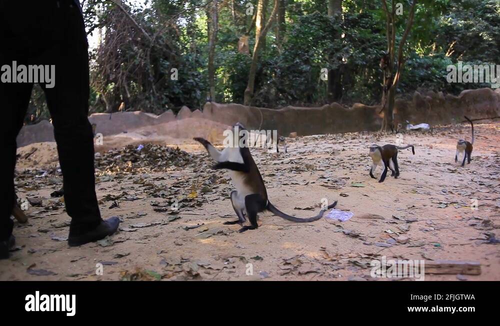 Man feed food monkeys Stock Videos & Footage - HD and 4K Video Clips ...