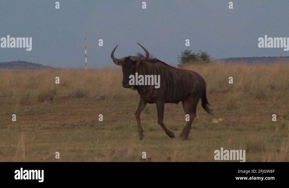 African animals on a beautiful game reserve in South Africa Stock Video ...