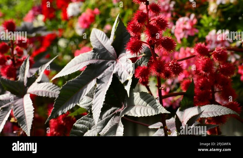 Castor bean flower Stock Videos & Footage - HD and 4K Video Clips - Alamy