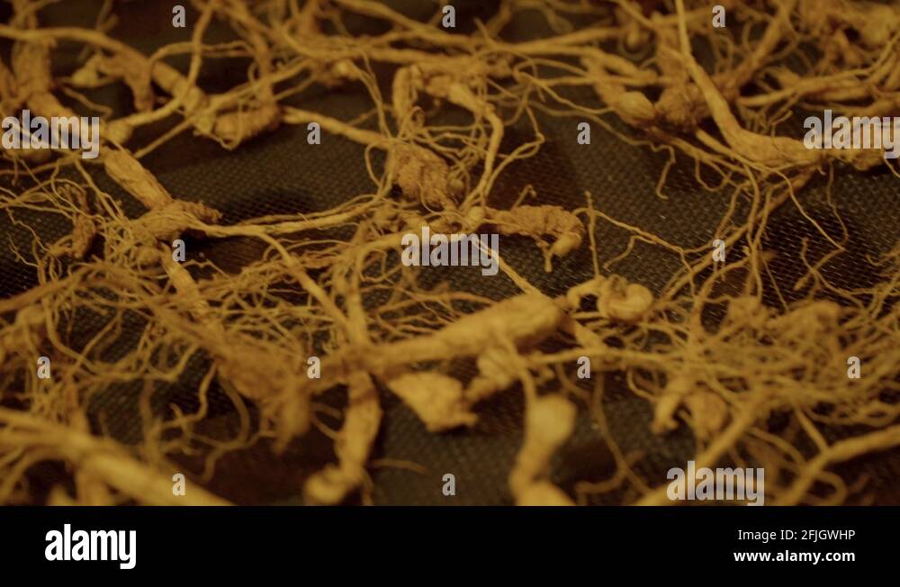 Ginseng preparation Stock Videos & Footage - HD and 4K Video Clips - Alamy
