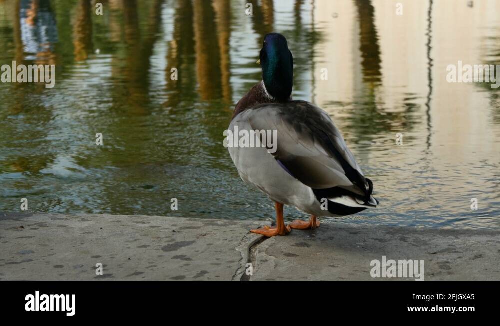 Ruffling feathers Stock Videos & Footage - HD and 4K Video Clips - Alamy