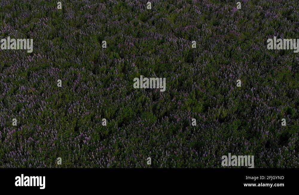 Field of flowers iceland Stock Videos & Footage - HD and 4K Video Clips ...