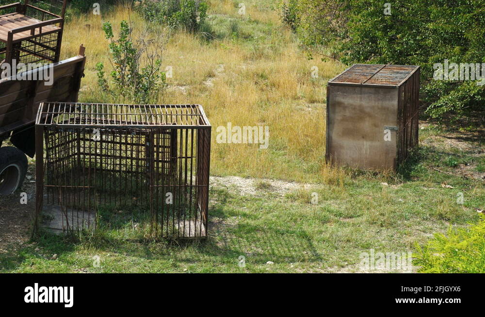 Lion transport Stock Videos & Footage - HD and 4K Video Clips - Alamy