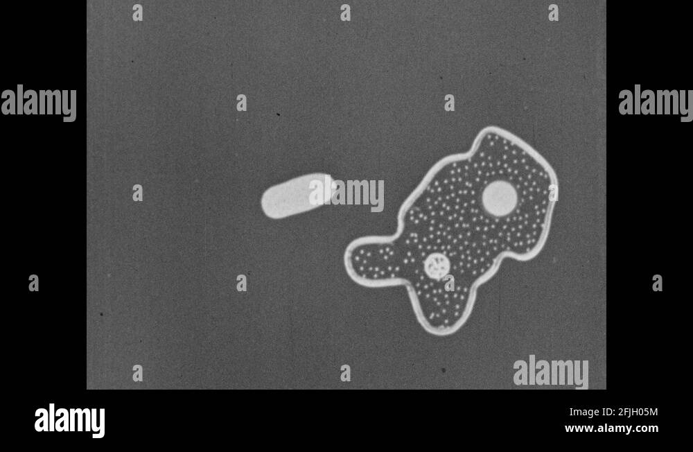 White blob Stock Videos & Footage - HD and 4K Video Clips - Alamy