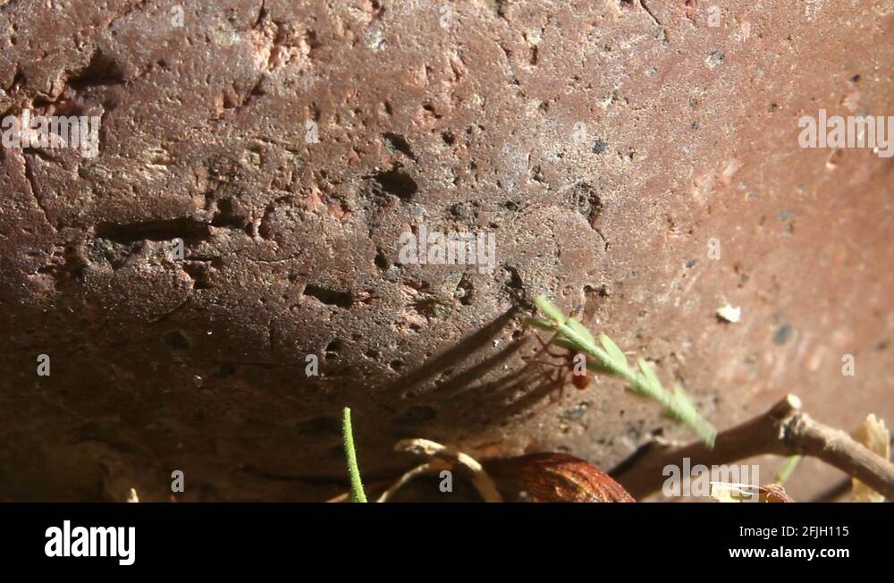 Ant shadows Stock Videos & Footage - HD and 4K Video Clips - Alamy