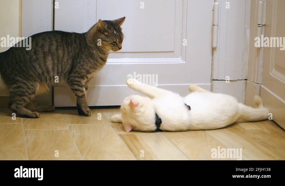 Pouncing tabby cat Stock Videos & Footage - HD and 4K Video Clips - Alamy