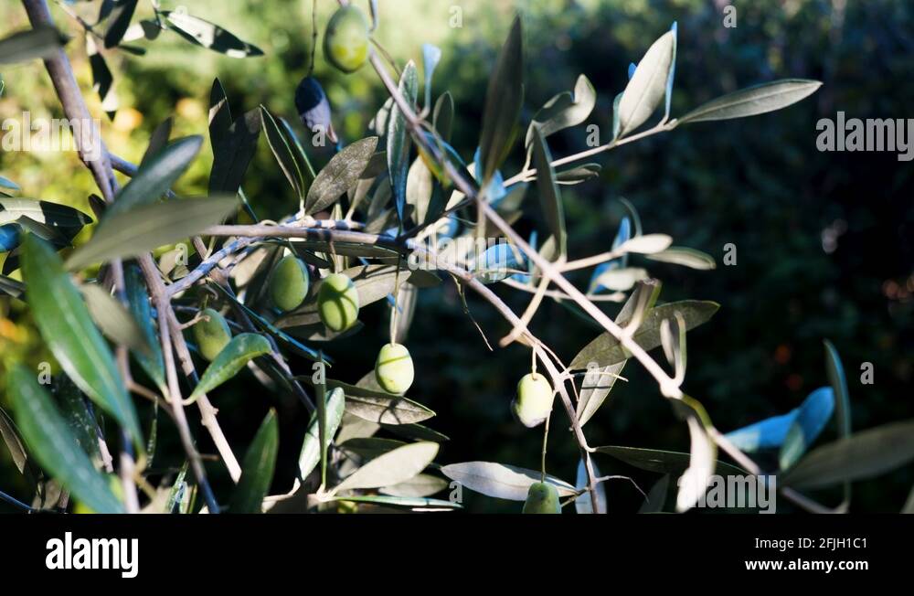 European olive tree Stock Videos & Footage - HD and 4K Video Clips - Alamy
