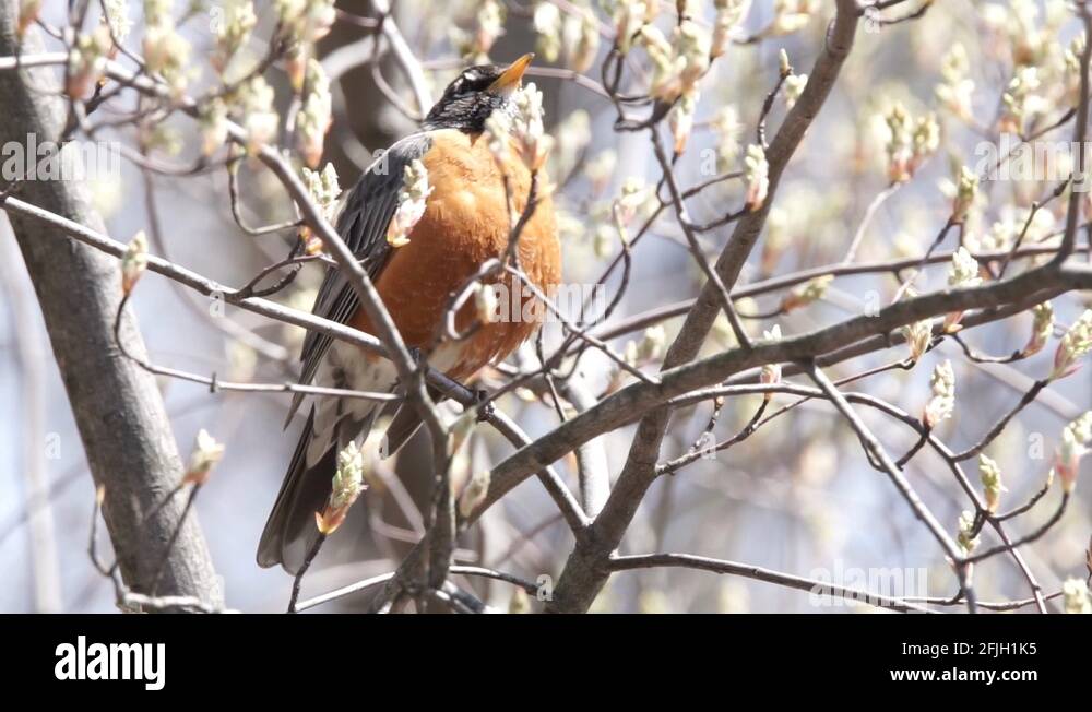 Robin in spring Stock Videos & Footage - HD and 4K Video Clips - Alamy