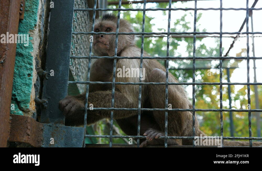 Zoo aviary Stock Videos & Footage - HD and 4K Video Clips - Alamy