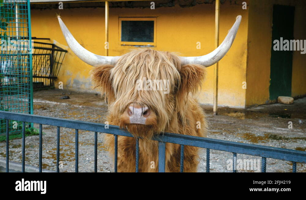 Highland cow face Stock Videos & Footage - HD and 4K Video Clips - Alamy
