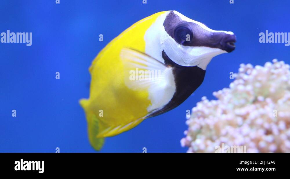 Cute Foxface Rabbitfish swimming around a fish tank Stock Video Footage ...