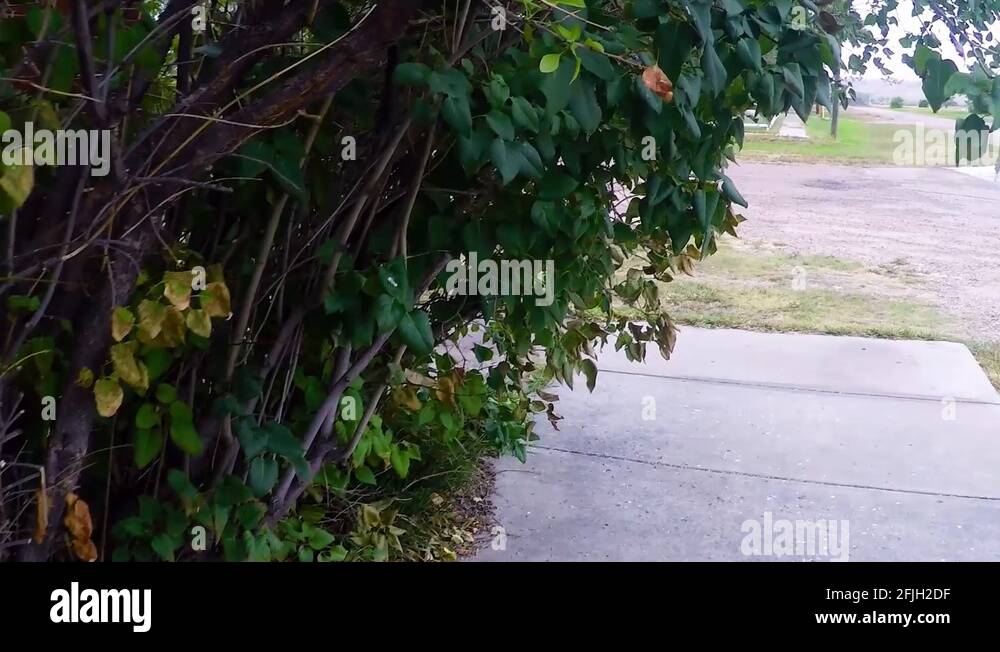 Tree overhanging street Stock Videos & Footage - HD and 4K Video Clips ...