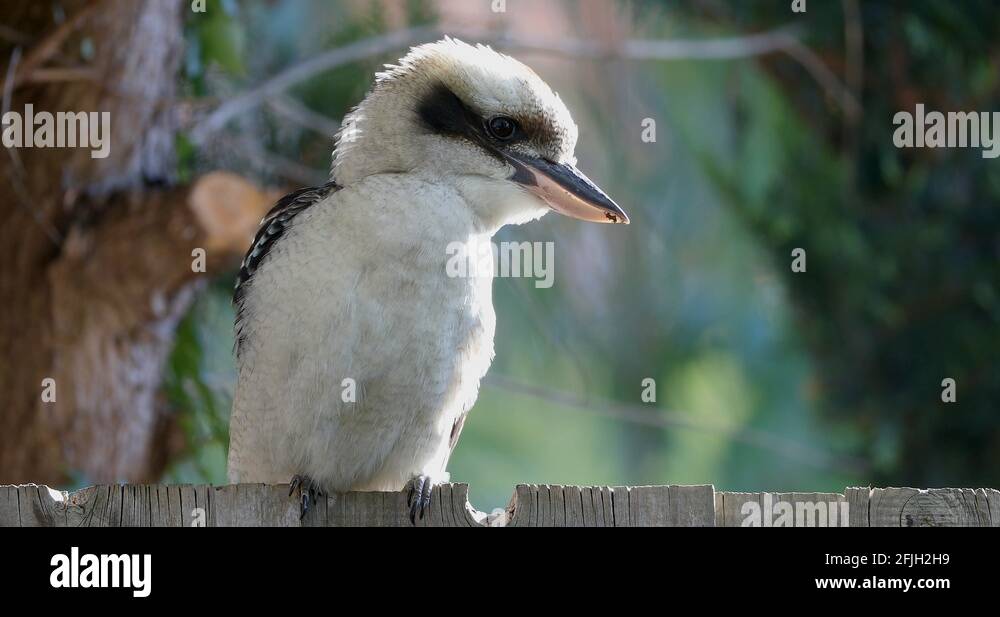 Australian kookaburras Stock Videos & Footage - HD and 4K Video Clips ...