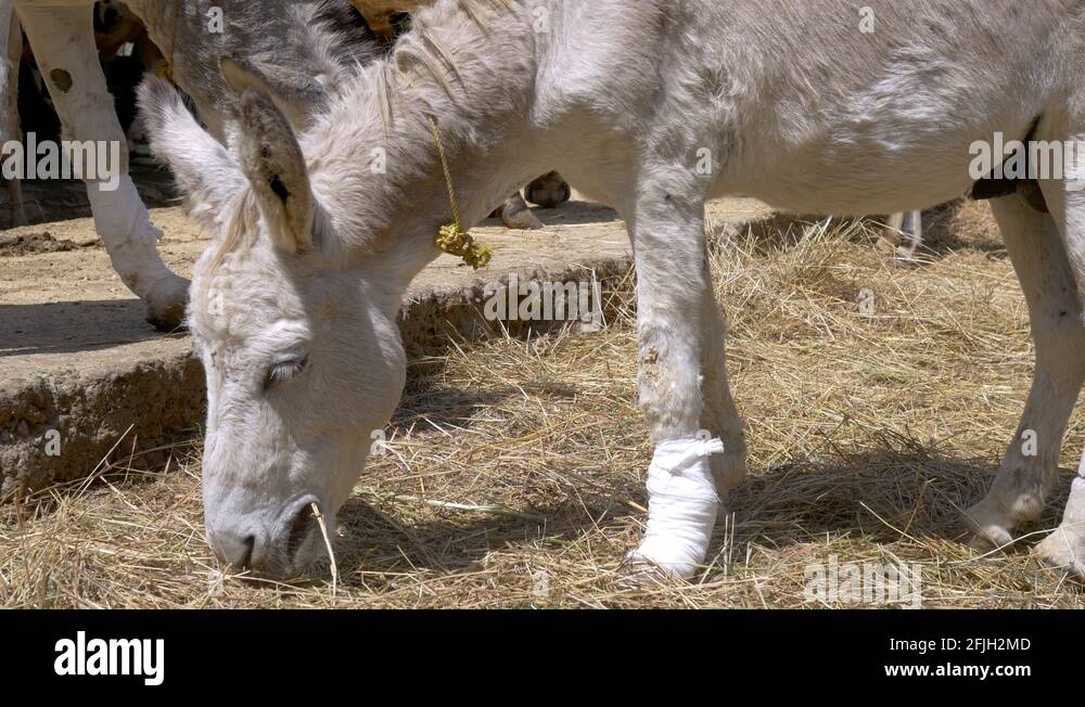 Donkey shelter Stock Videos & Footage - HD and 4K Video Clips - Alamy