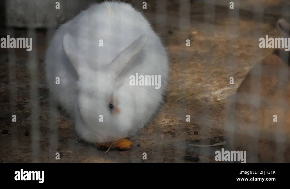 Zoo rabbit Stock Videos & Footage - HD and 4K Video Clips - Alamy