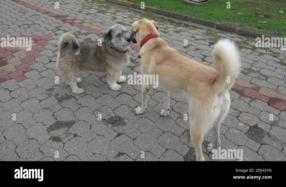 Mongrel dogs Stock Videos & Footage - HD and 4K Video Clips - Alamy