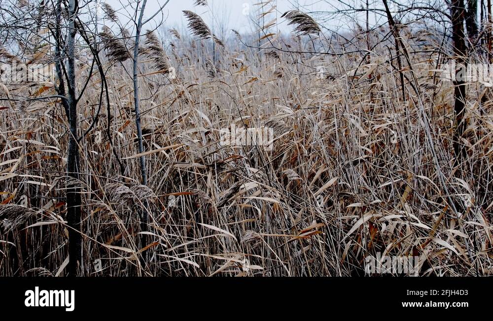Overgrown field Stock Videos & Footage - HD and 4K Video Clips - Alamy