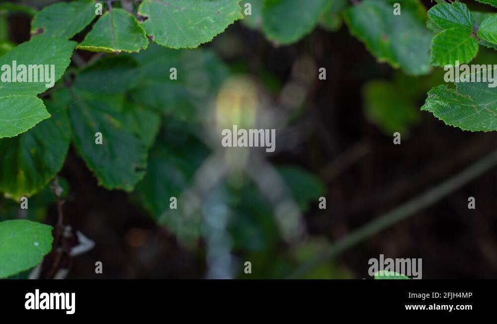 Spider from below Stock Videos & Footage - HD and 4K Video Clips - Alamy